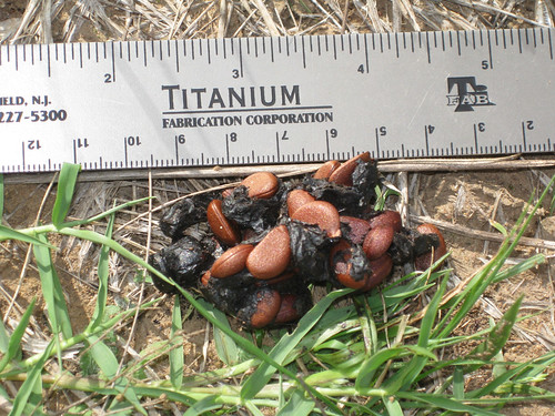 Wild Animals Poop in the Woods, So Why Can’t My Dog? - MI Water Stewardship