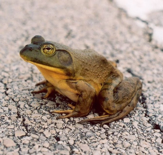 2026 Frog and Toad Survey Training - MI Water Stewardship